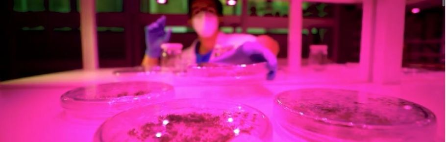 BIOAGRO | Instituto de Biotecnologia Aplicada à Agropecuária